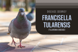 Francisella tularensis (Tularemia Disease) – National Collaborating ...