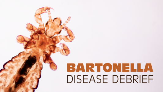 Bartonella – National Collaborating Centre for Infectious Diseases